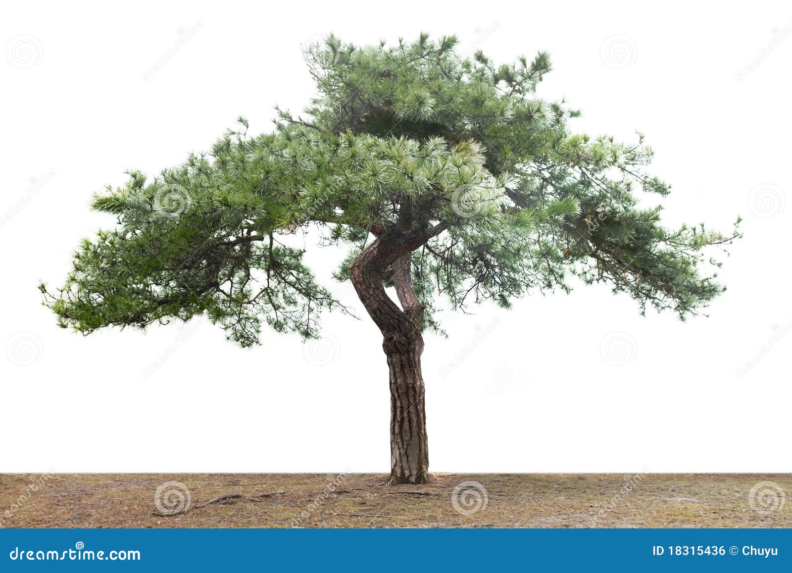 Pine isolated stock photo. Image of natural, shape, ecological - 18315436