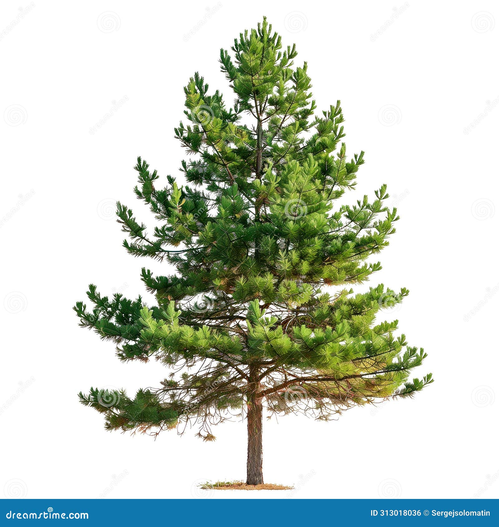Pine Isolated on a White or Transparent Background. Pine Tree with ...
