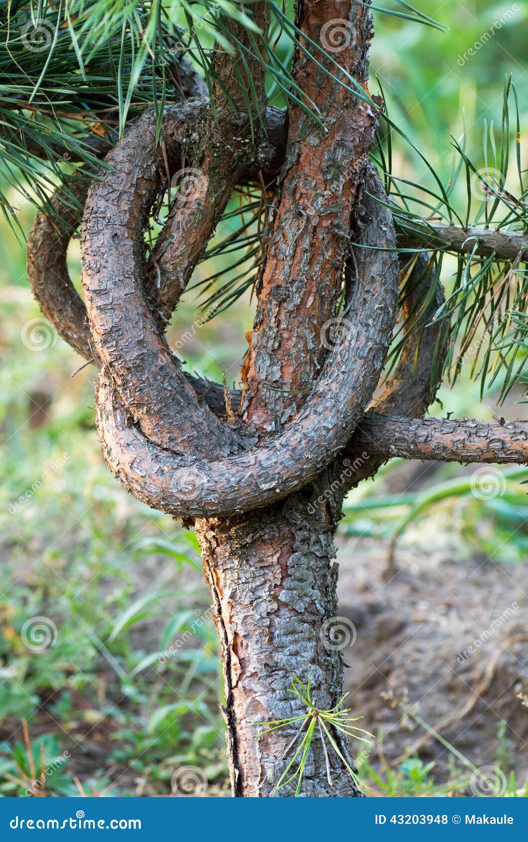 Pine knot stock photo. Image of twig, grow, bend, green - 43203948