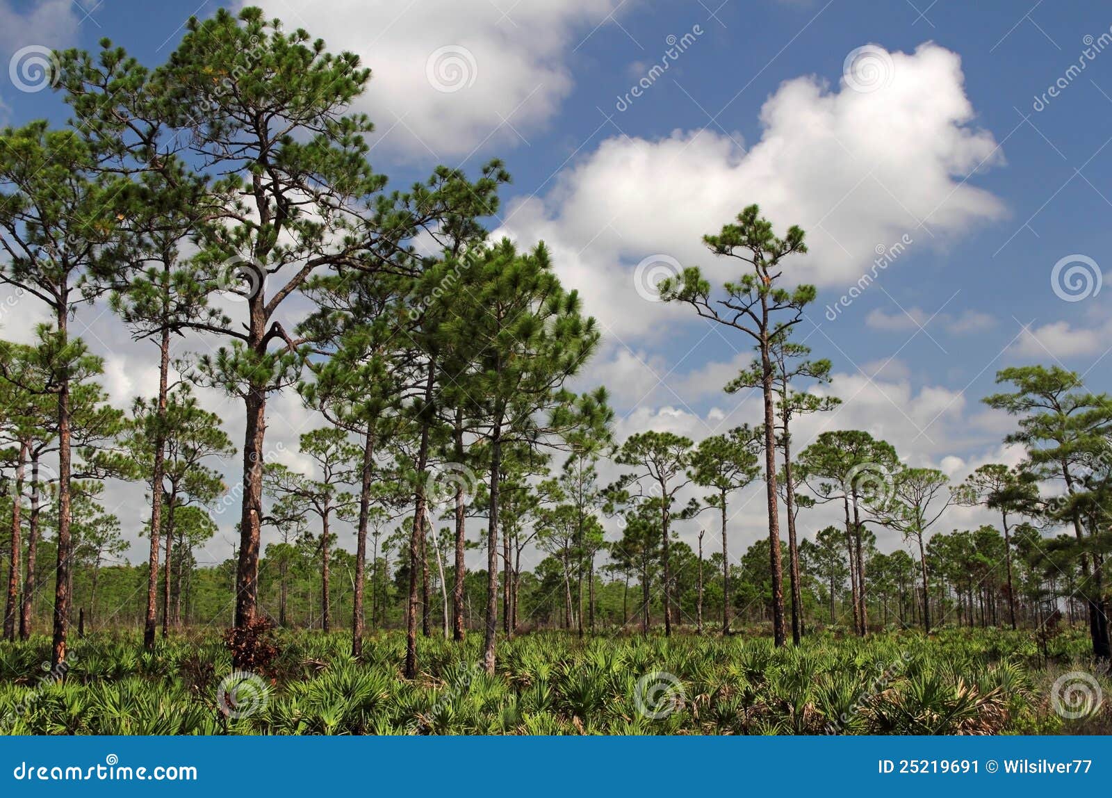 Pine Landscape stock image. Image of vacation, historic - 25219691
