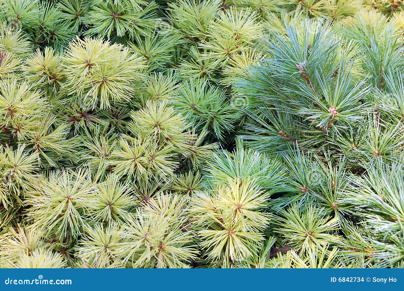 Pine leaf stock photo. Image of garden, green, sharp, tree - 6842734