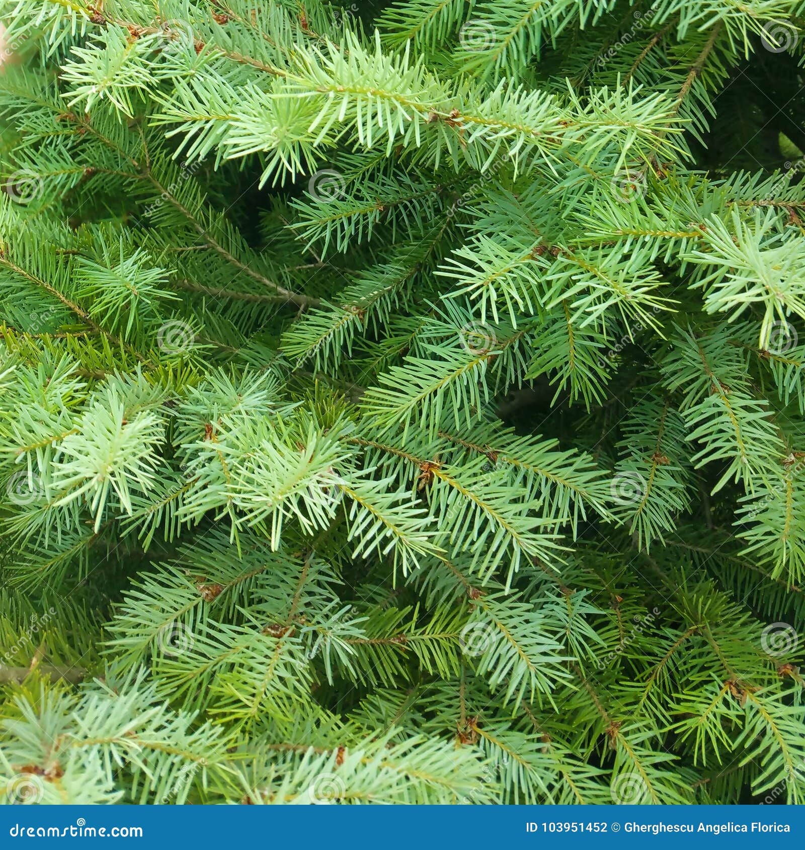 Pine leaf - close up stock photo. Image of field, close - 103951452