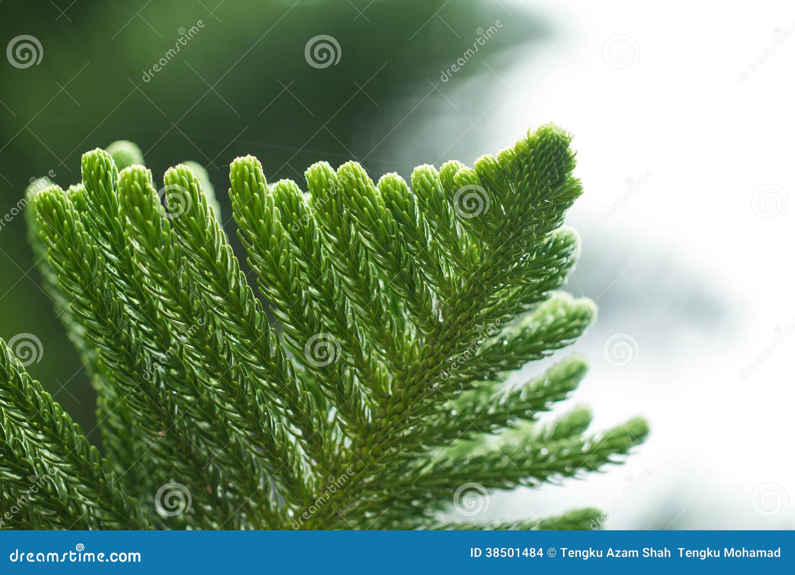 Pine Leaf stock photo. Image of holiday, decoration, forest - 38501484