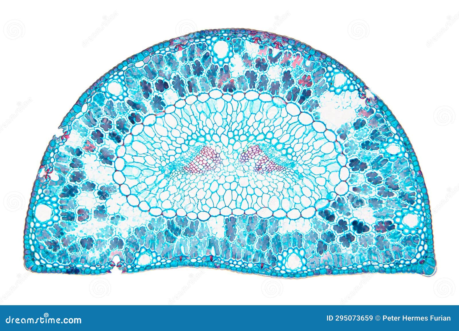 Pine Leaf, Cross Section of a Pine Tree Needle, 20X Light Micrograph ...