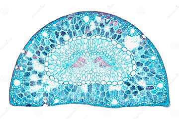 Pine Leaf, Cross Section of a Pine Tree Needle, 20X Light Micrograph ...