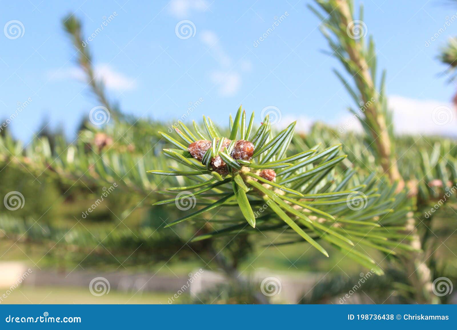 Pine Leaf, Cross Section Of A Pine Tree Needle, 20X Light Micrograph ...