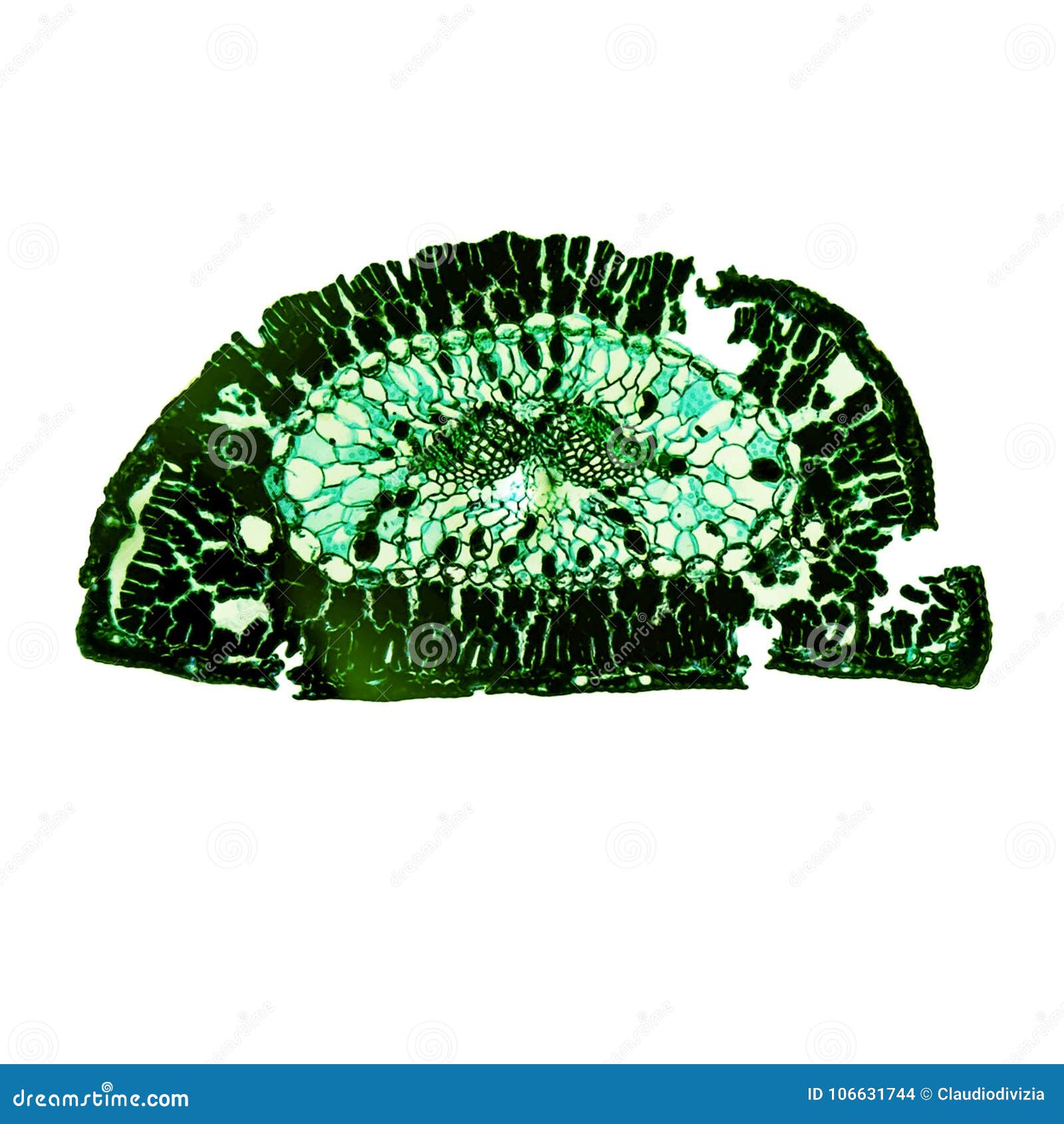 Pine leaf micrograph stock photo. Image of detail, optical - 106631744