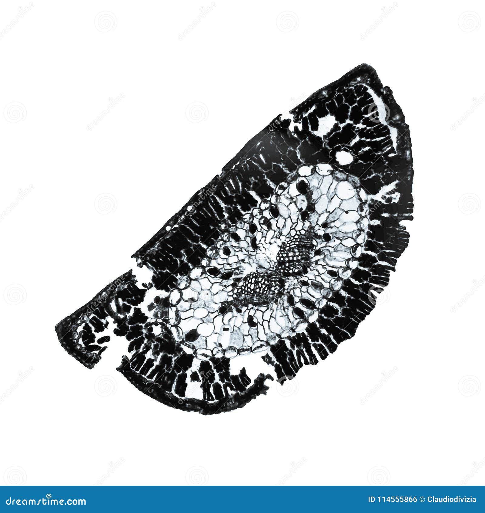 Pine Leaf Micrograph Stock Photography | CartoonDealer.com #114555866