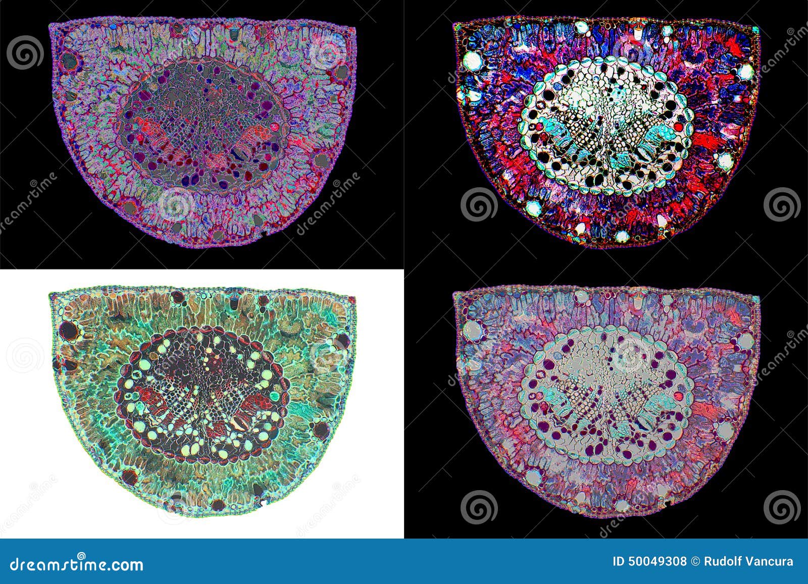 Pine Leaf stock photo. Image of plant, colourful, tree - 50049308