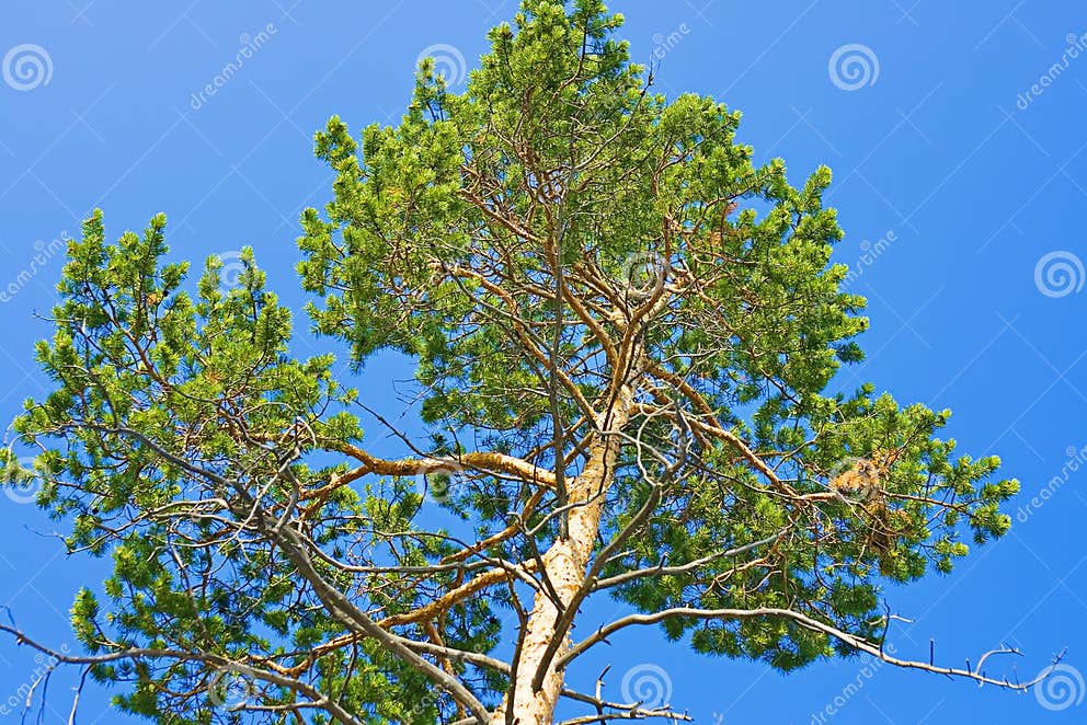 Pine leaves stock photo. Image of tree, summer, leaf - 12256980