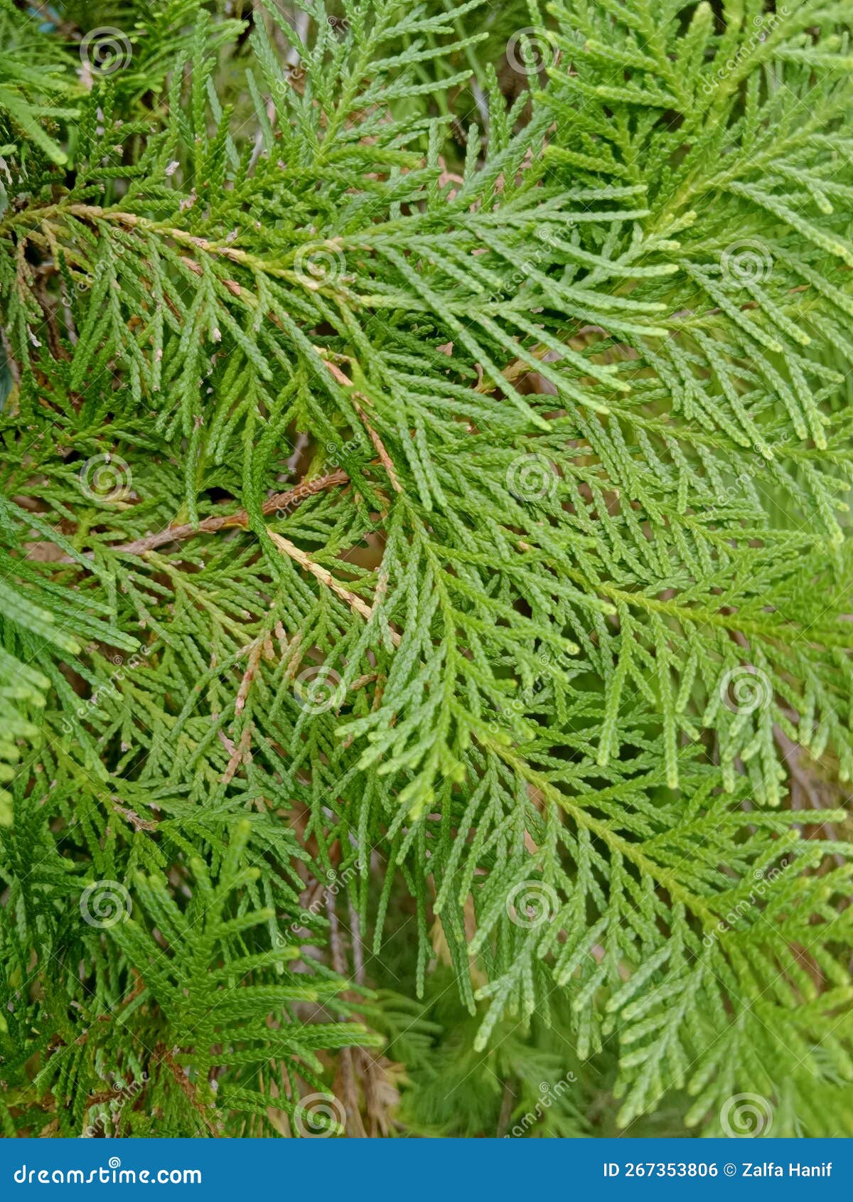 Abstract Green Pine Leaves Striped Pattern Background Stock Photo ...