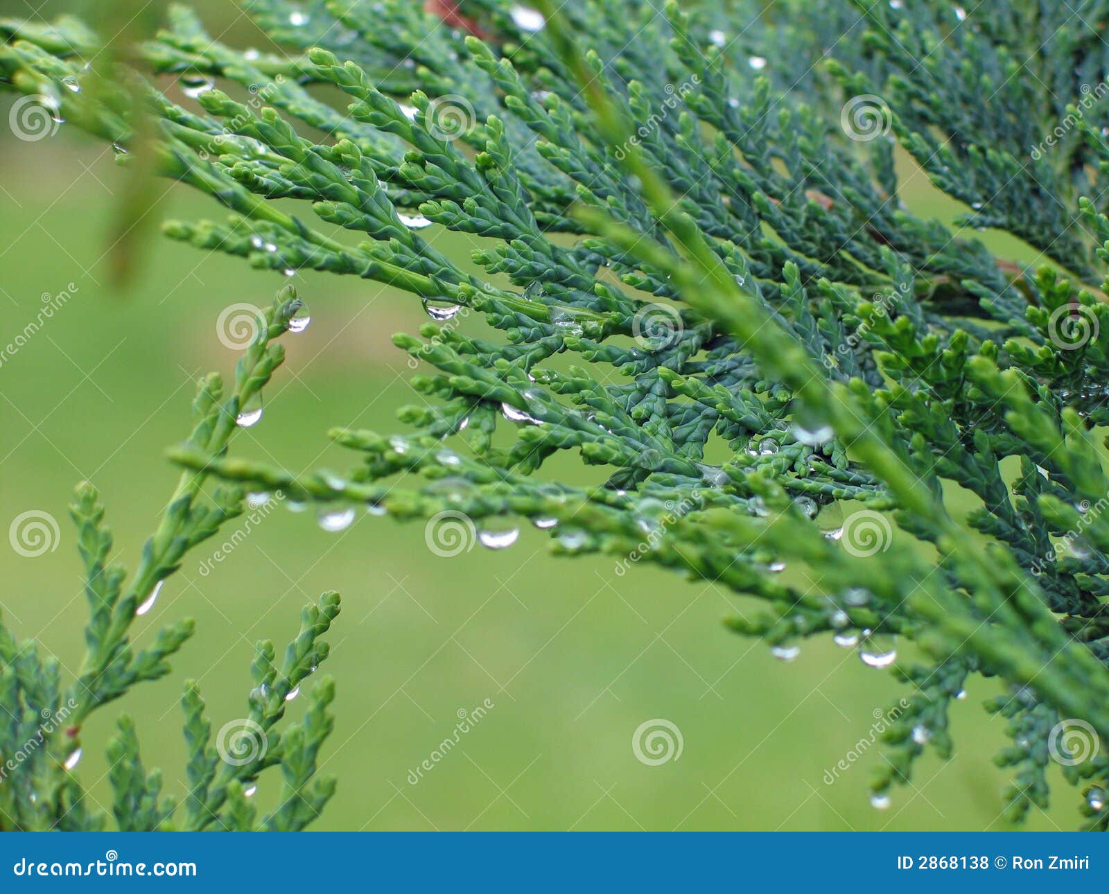 Pine leaves with dew stock photo. Image of plants, forest - 2868138