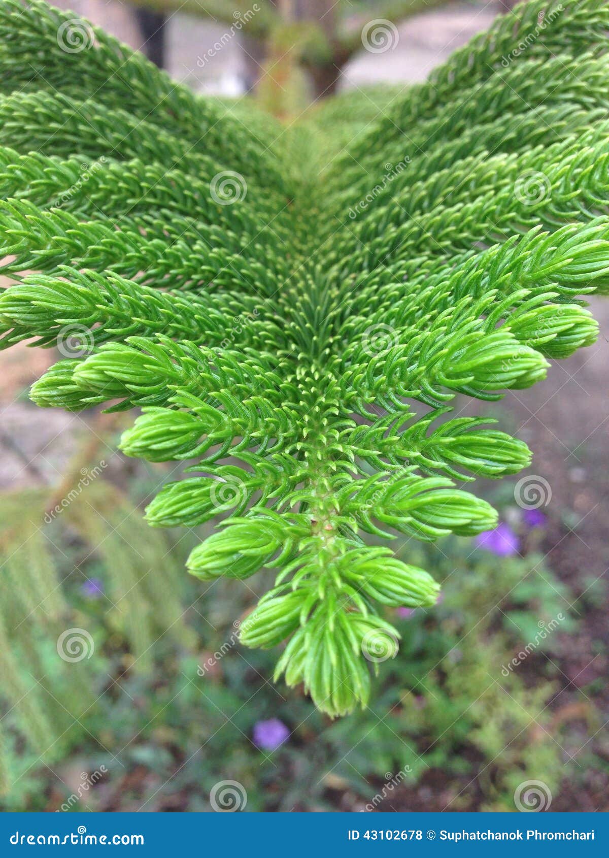 Pine leaves stock photo. Image of pine, forest, tree - 43102678