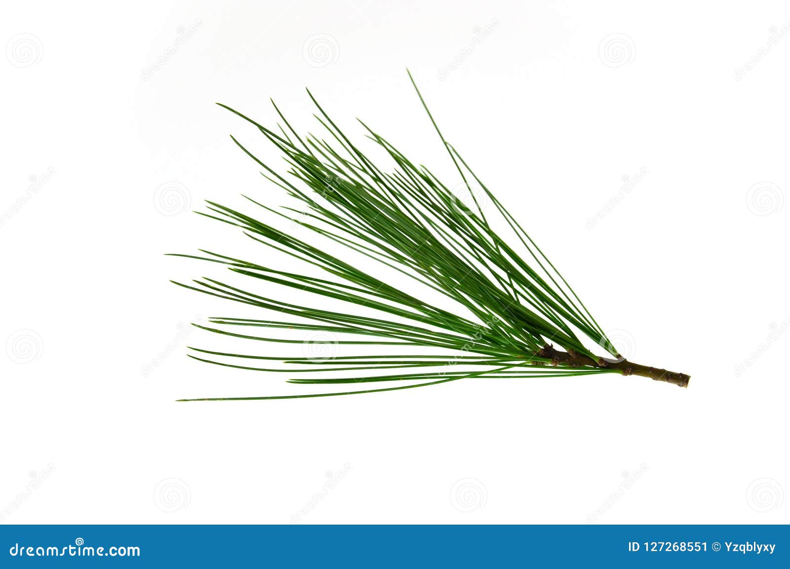 Pine Leaves Tree With Giant Green Leaves Stock Image | CartoonDealer ...