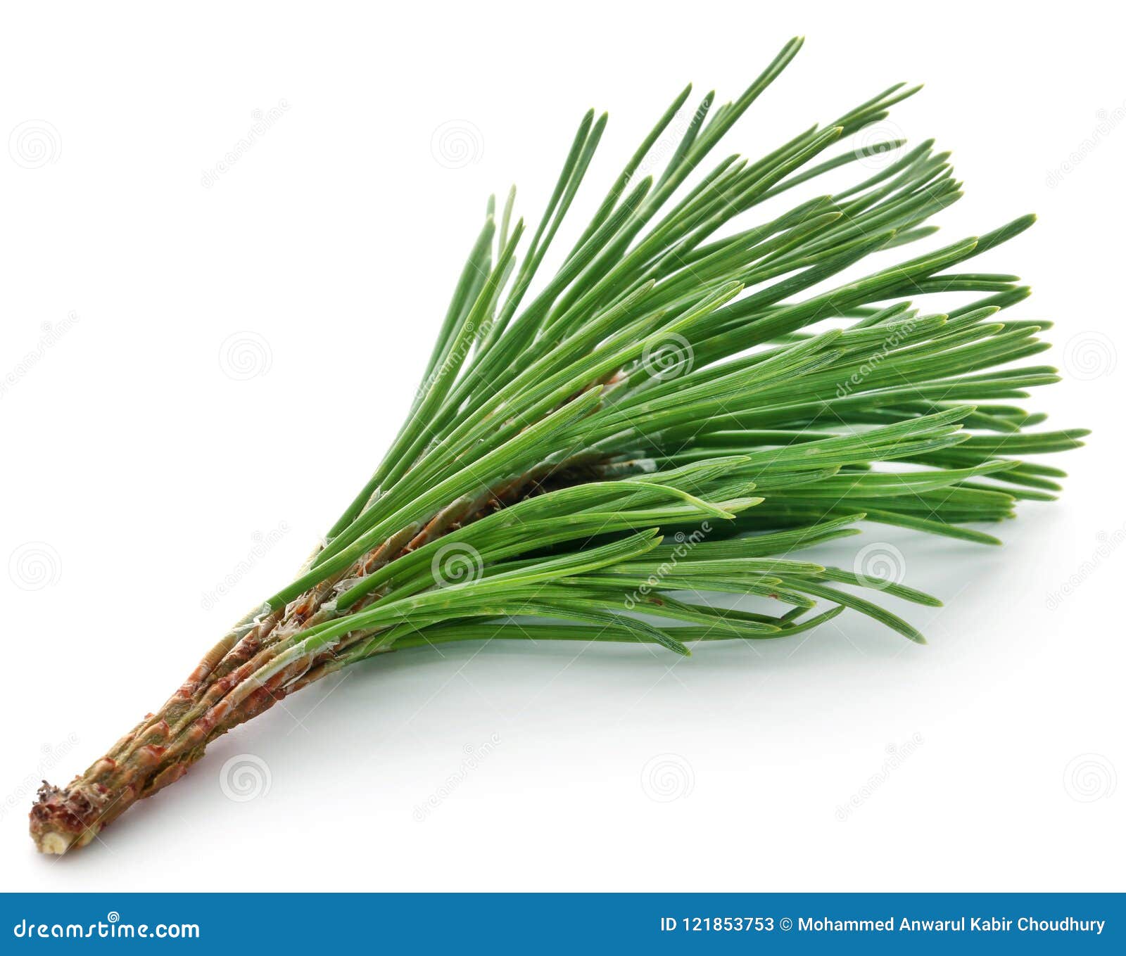 Pine leaves stock image. Image of pine, holiday, ornate - 121853753