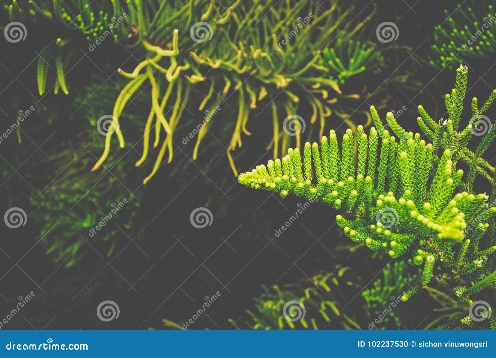 Pine leaves stock photo. Image of branches, juniperus - 102237530