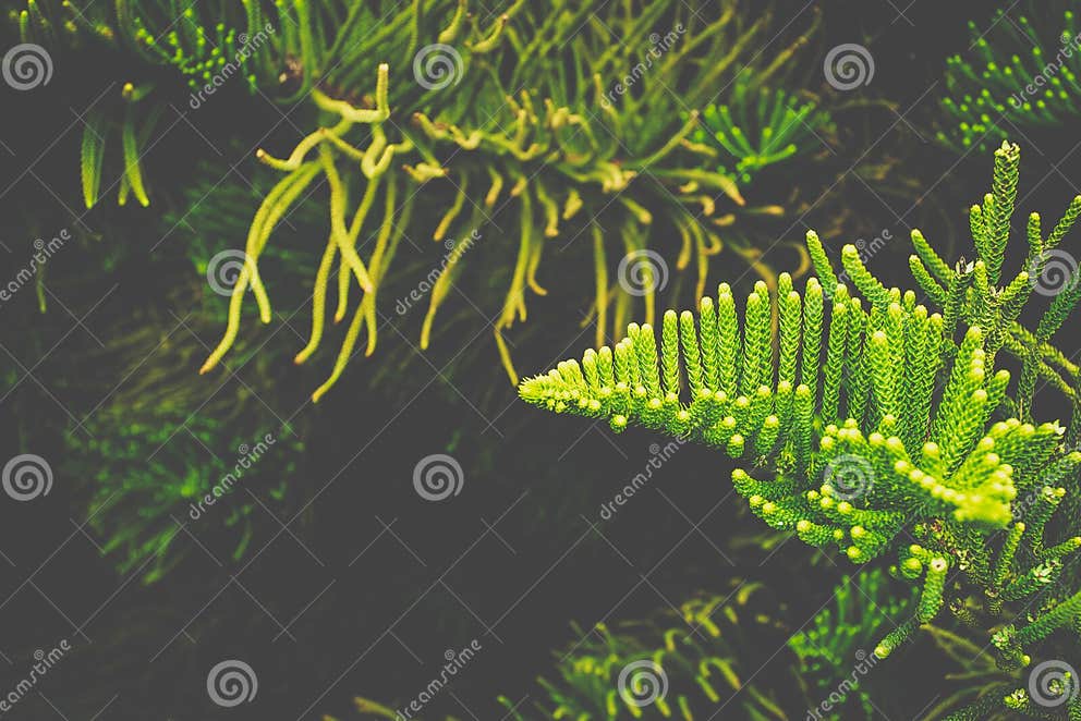 Pine leaves stock photo. Image of branches, juniperus - 102237530