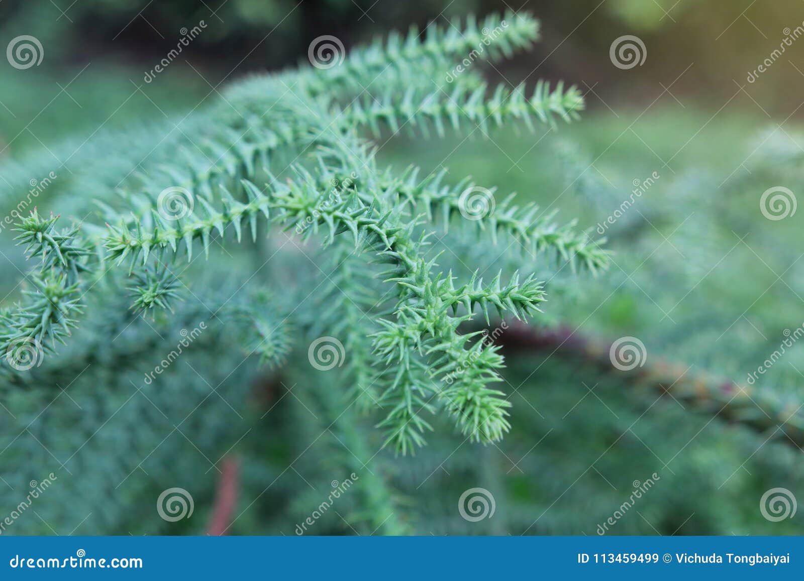 Pine Leaves Texture on Tree in Nature Backdrop Background Beautiful ...