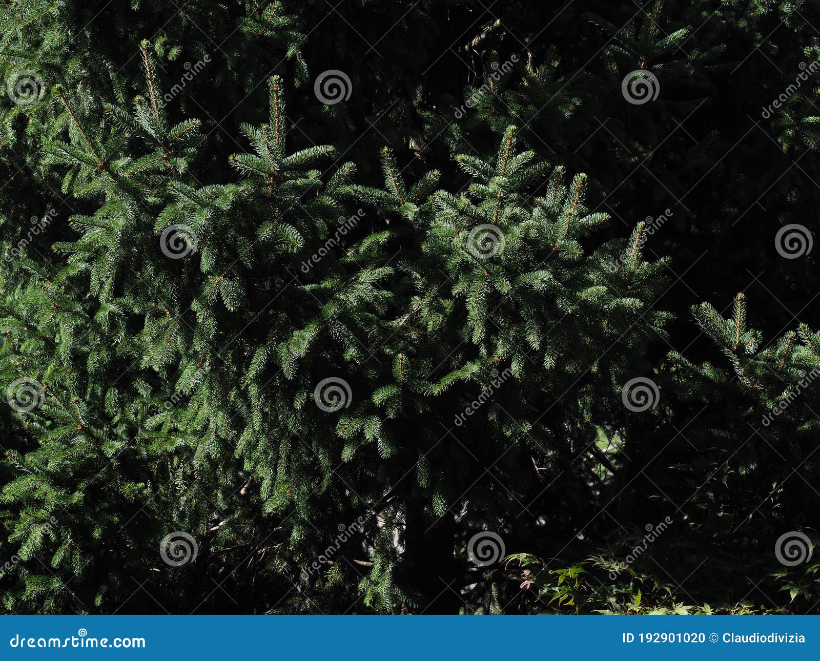 Pine leaves texture stock photo. Image of background - 192901020