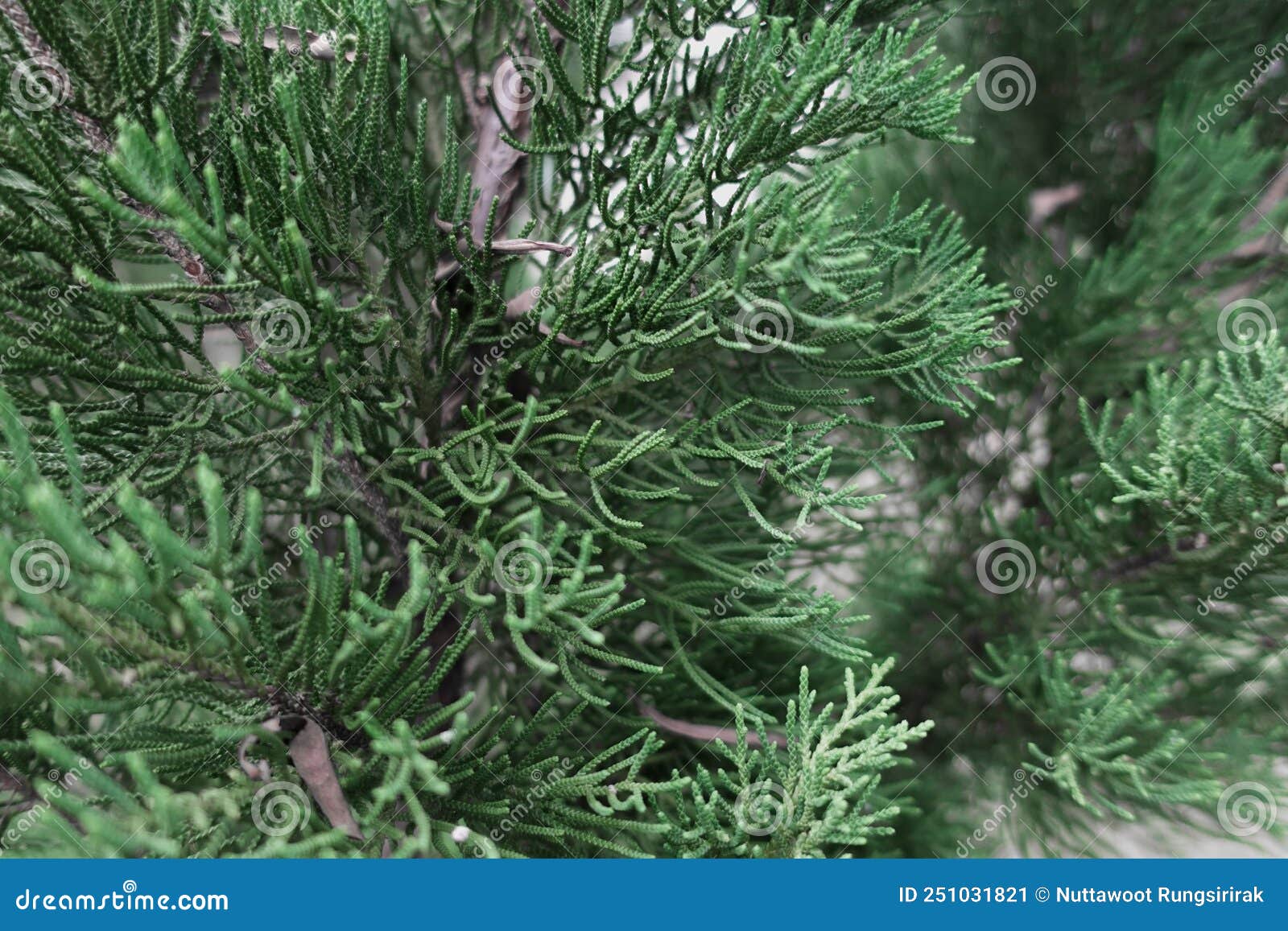 Pine Leaves Textures . Pine Leaves in the Foreground . Stock Image ...