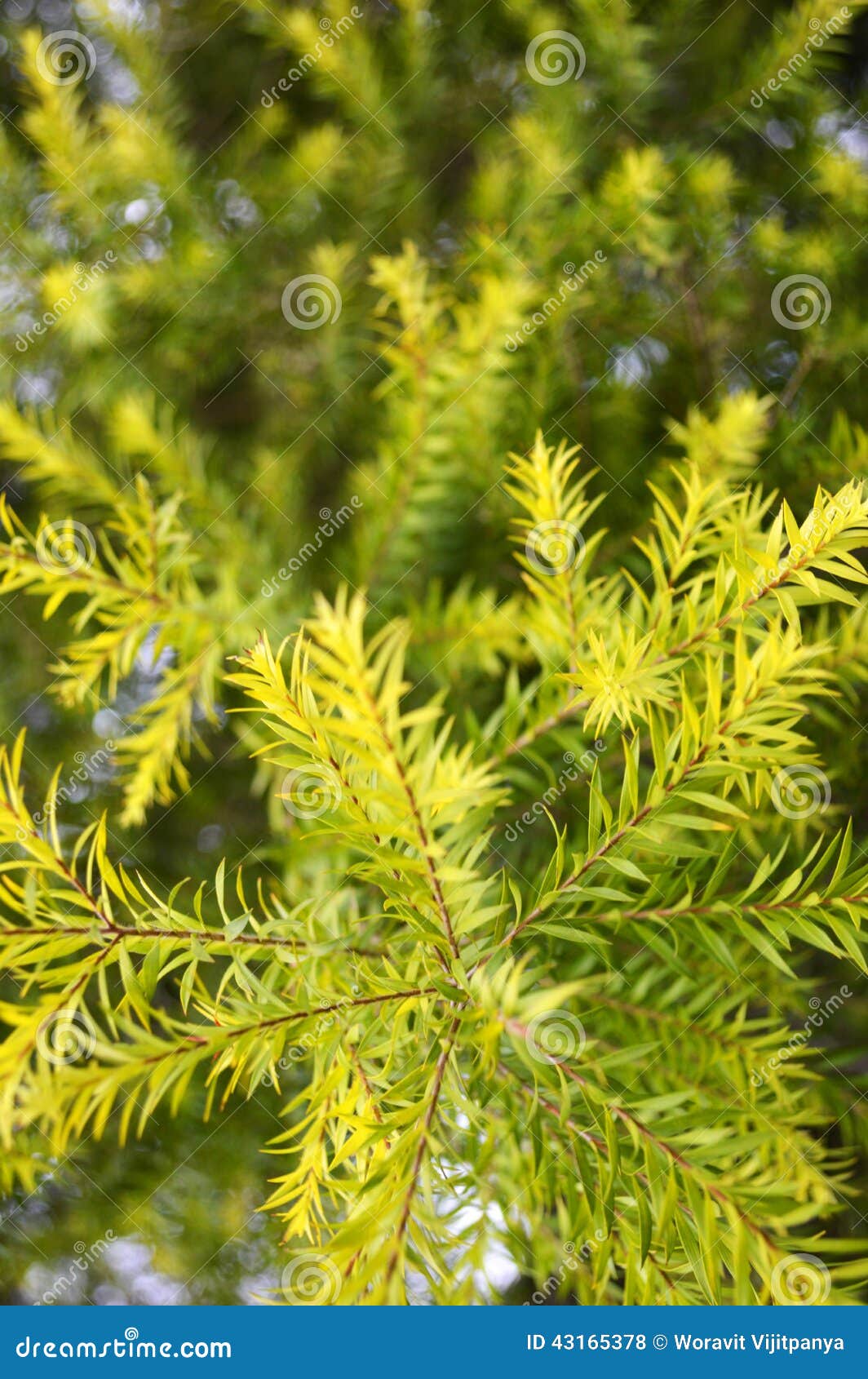 Pine leaves stock photo. Image of tropical, pine, branch - 43165378