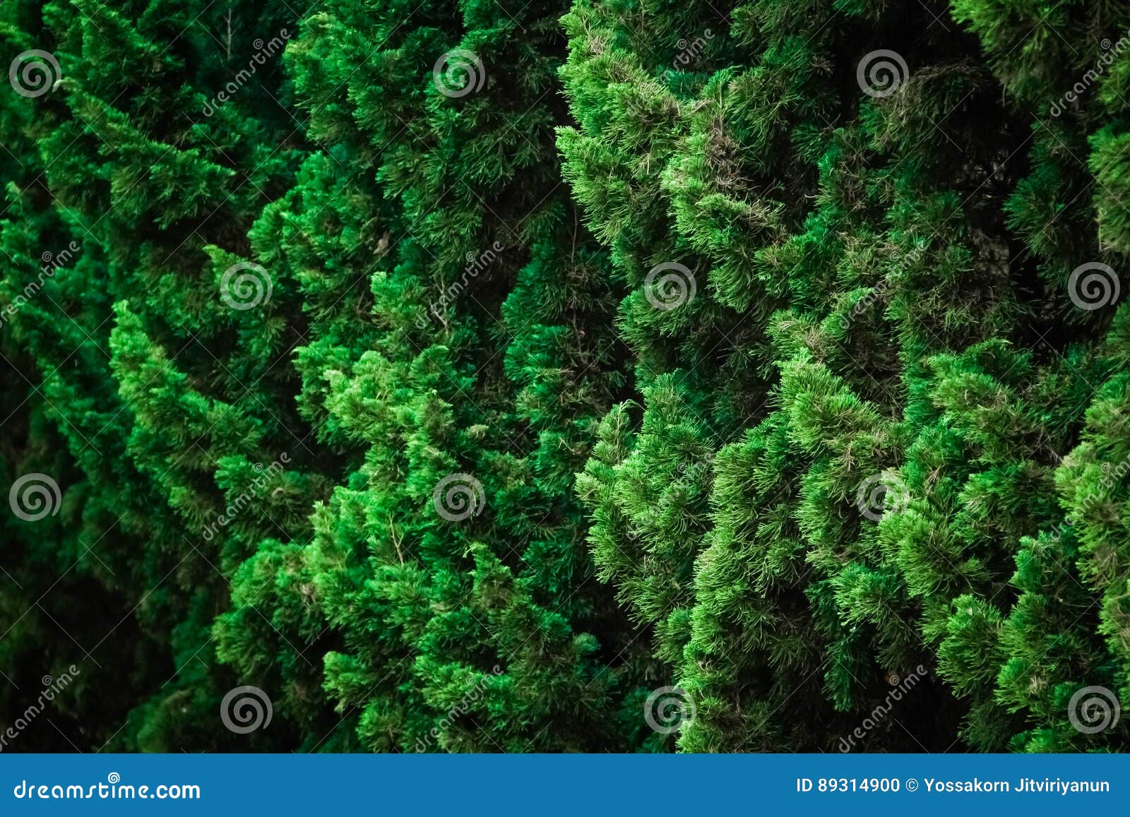 Pine leaves stock photo. Image of bushes, mountains, bush - 89314900
