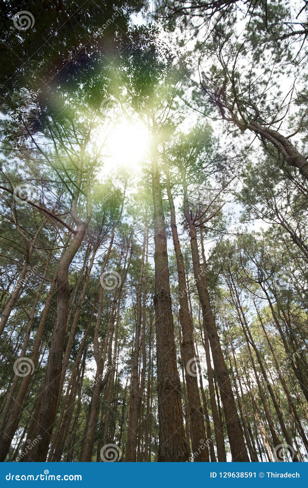 Pine and light forests stock image. Image of tree, background - 129638591