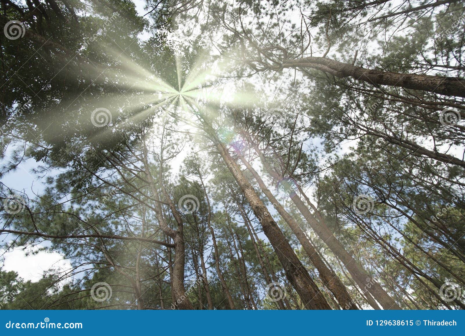 Pine and light forests stock image. Image of christmas - 129638615