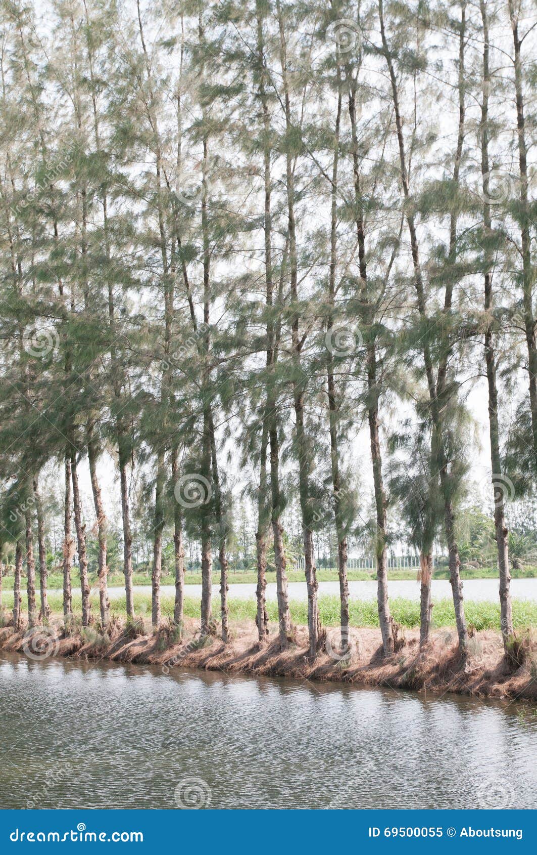 Pine and light. stock image. Image of grass, forest, canal - 69500055