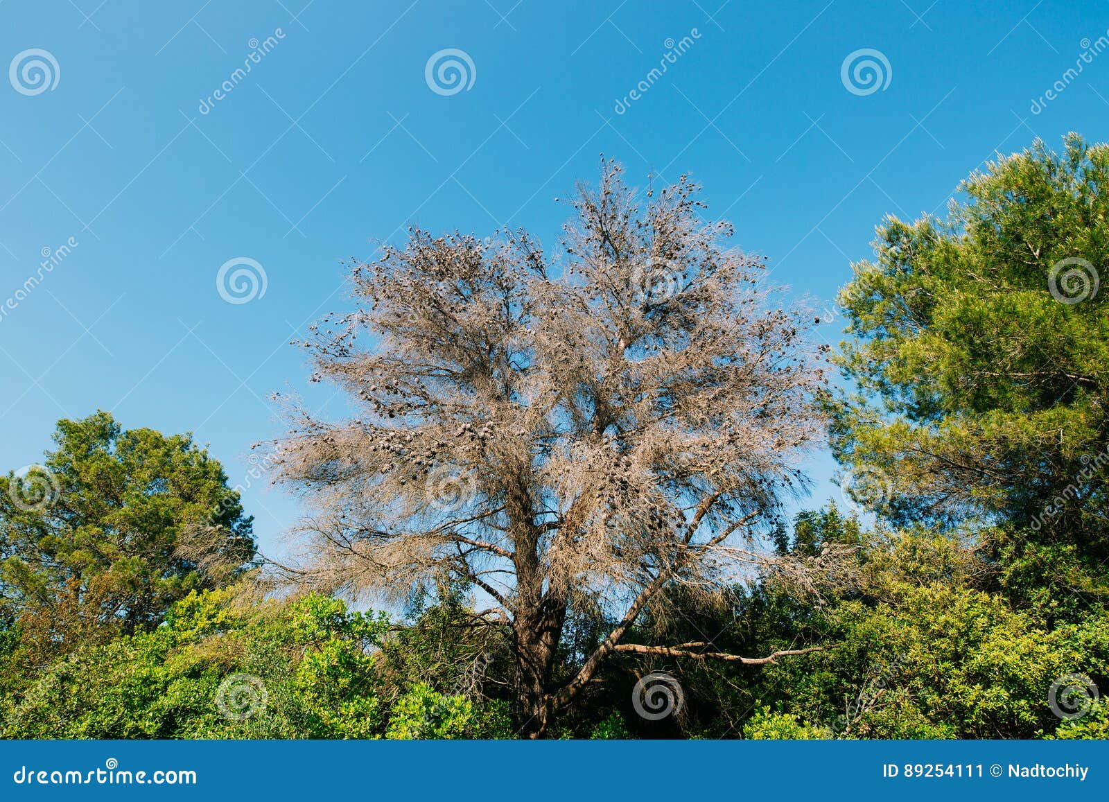 Pine after Lightning Strike. Wood White with a Lightning Strike Stock ...