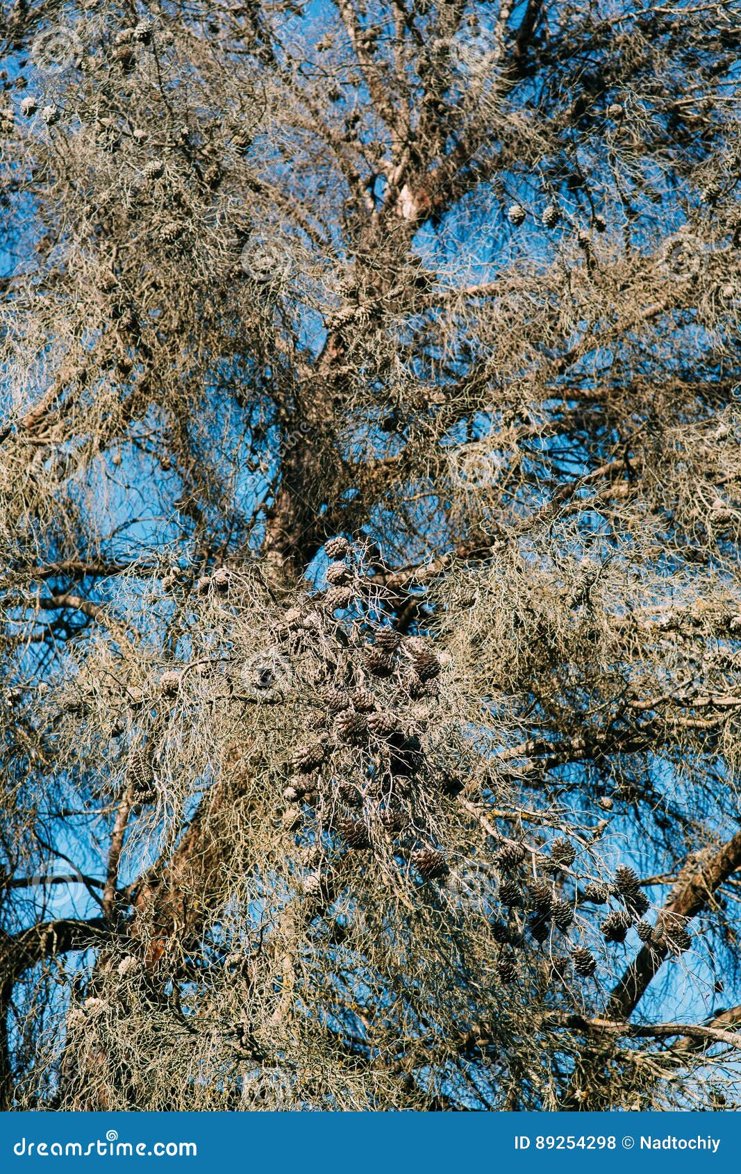 Pine after Lightning Strike. Wood White with a Lightning Strike Stock Photo - Image of mountain ...