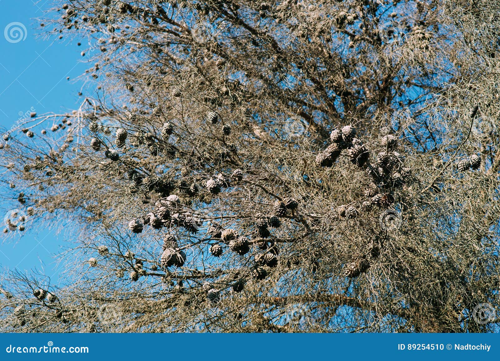Pine after Lightning Strike. Wood White with a Lightning Strike Stock ...
