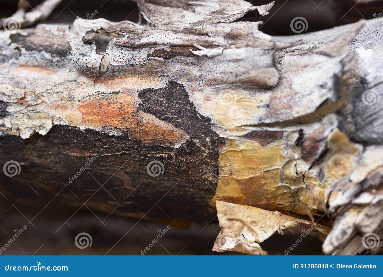 Pine Log with Bark in the Wood Close Up. Stock Photo - Image of ...
