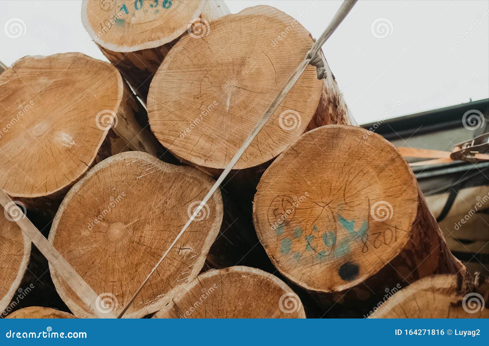 Pine Log Cut. Rings of Wood Stock Photo - Image of house, home: 164271816