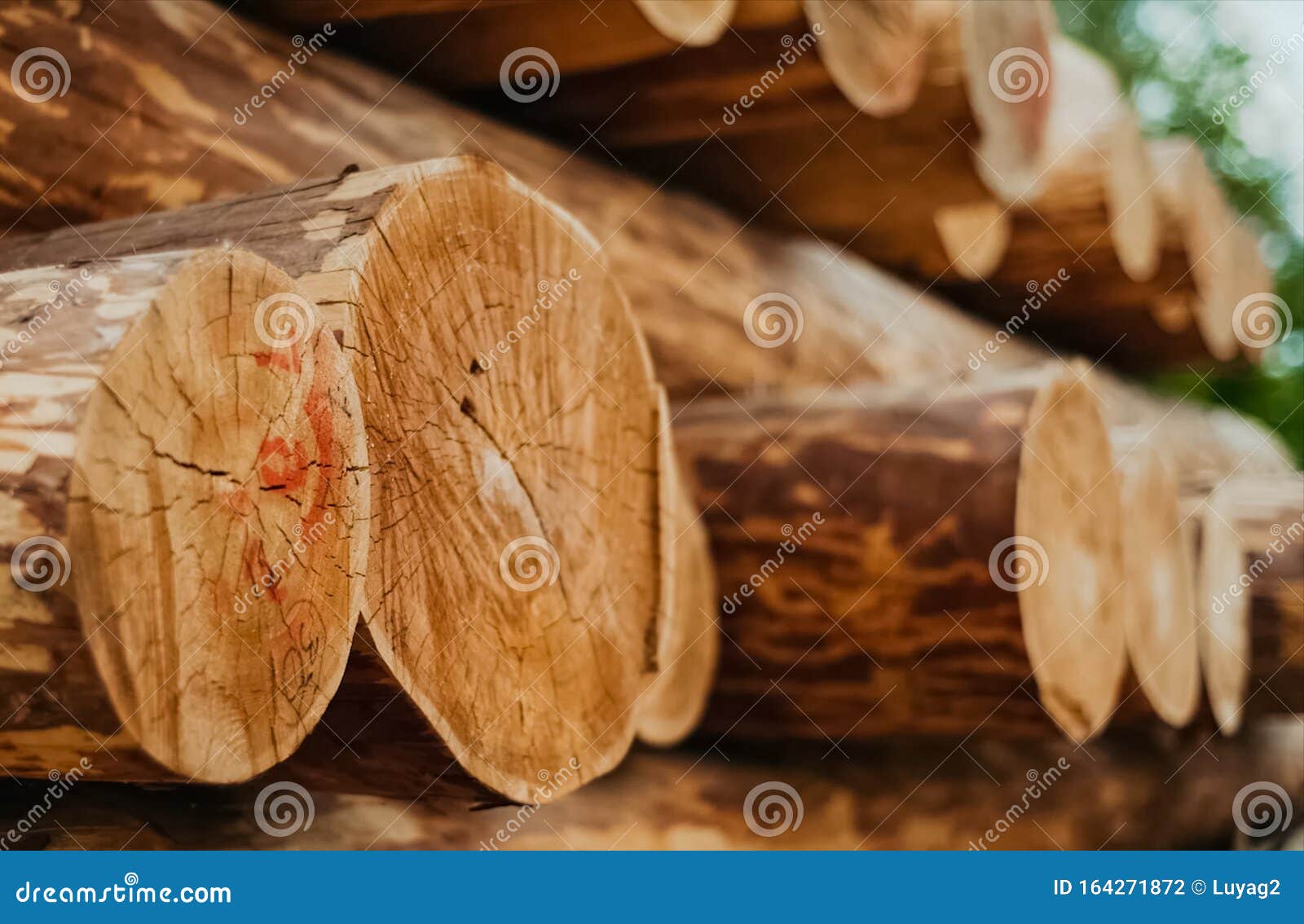 Pine Log Cut. Rings of Wood Stock Photo - Image of measure, mold: 164271872