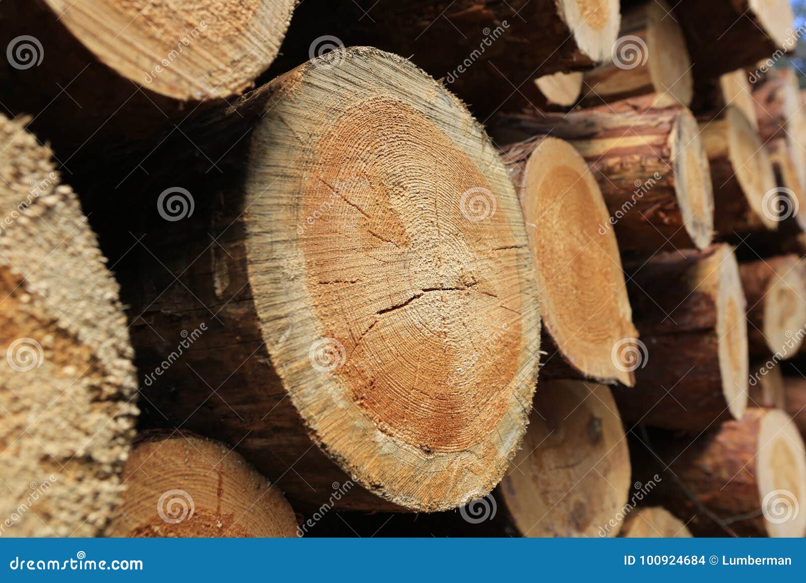 Pine log stock photo. Image of yard, waiting, trunk - 100924684