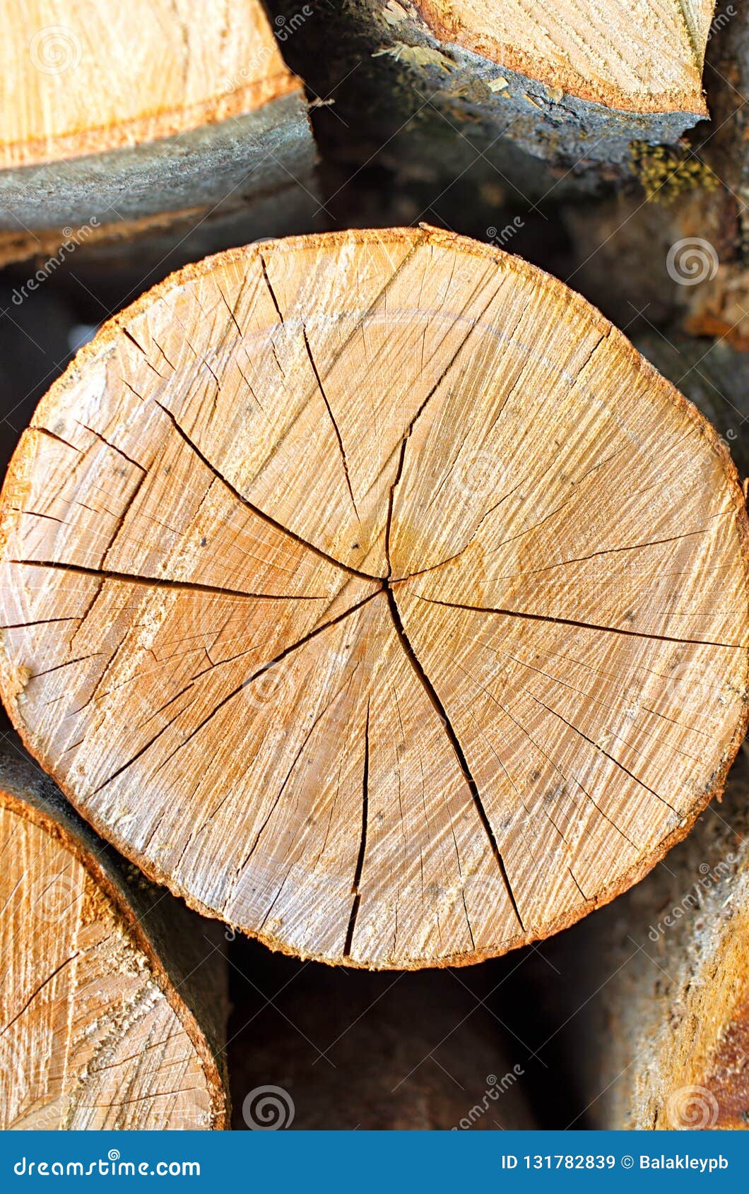 Pine log of round shape stock image. Image of round - 131782839
