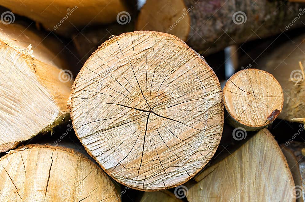 Pine log of round shape stock image. Image of lumber - 131782857