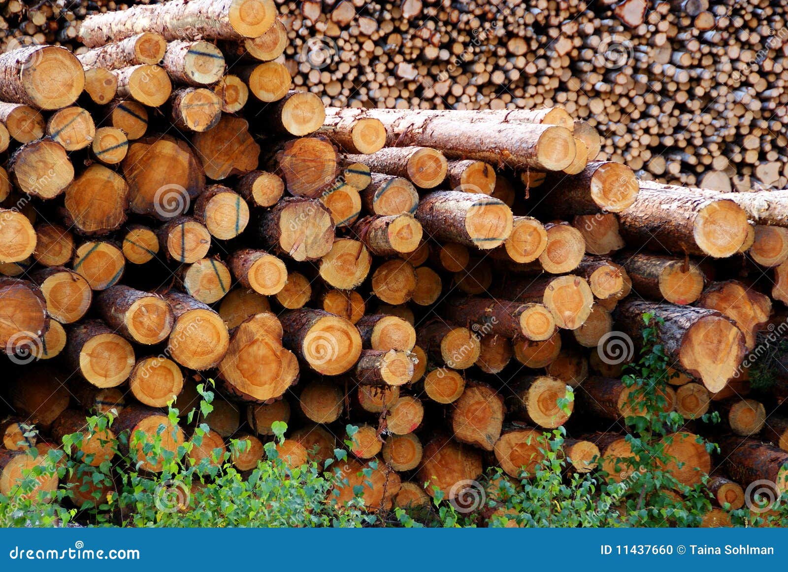 Pine Logs stock photo. Image of construction, renewable - 11437660