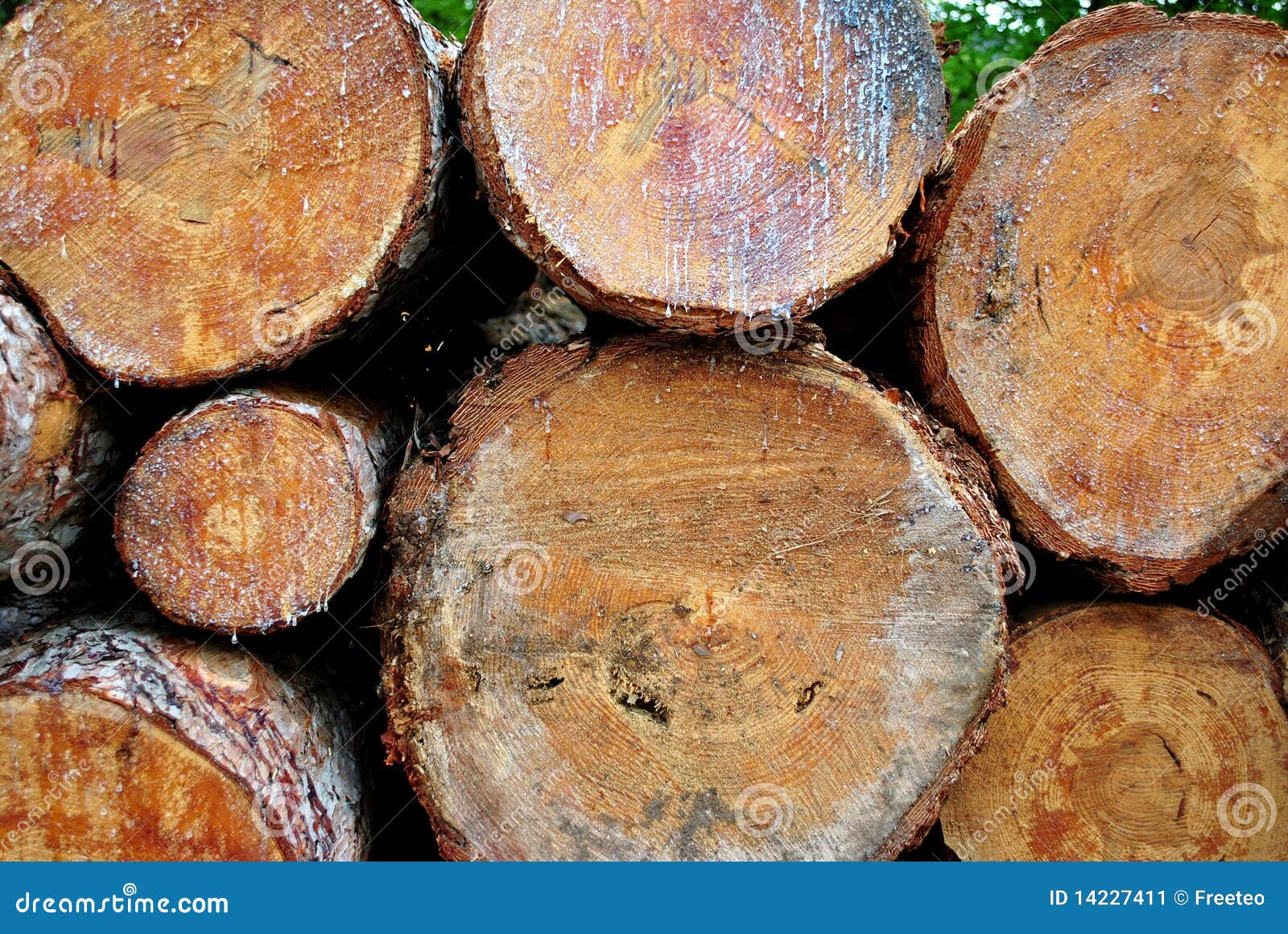 Pine logs stock image. Image of winter, forest, fresh - 14227411