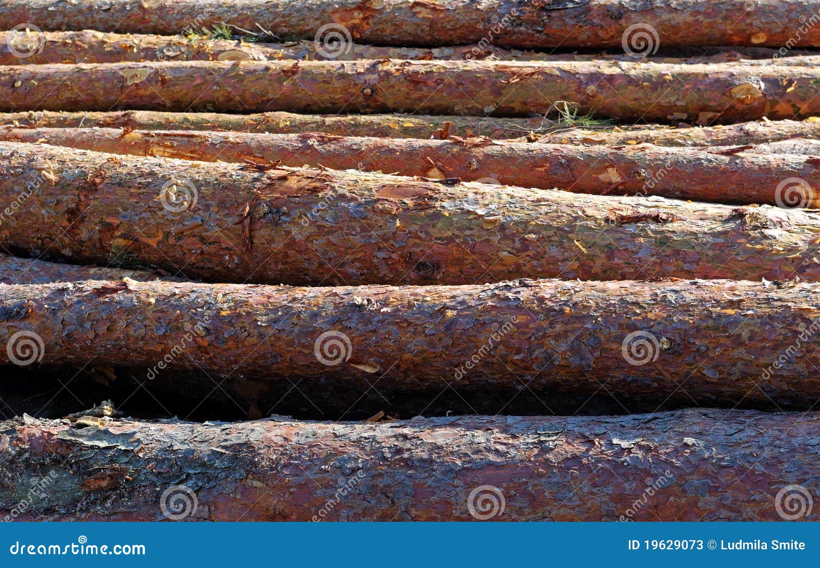 Pine logs. stock image. Image of ring, industrial, wood - 19629073