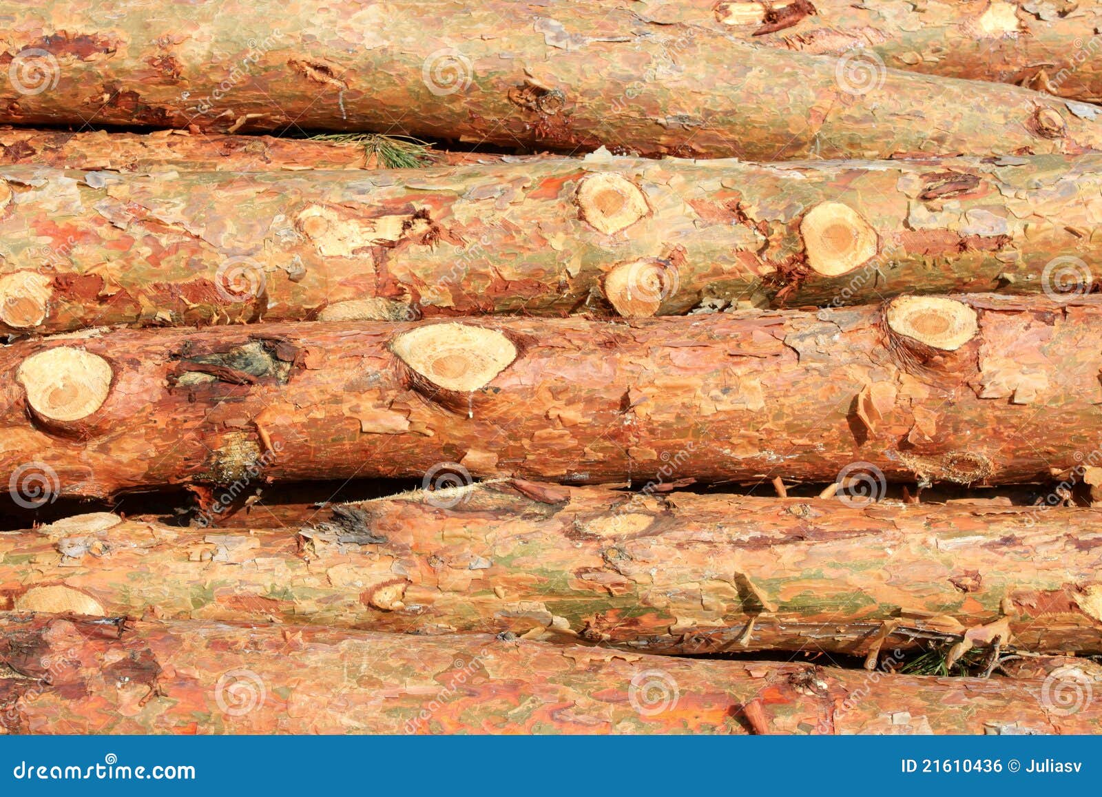 Pine logs stock photo. Image of november, chainsaw, ecology - 21610436