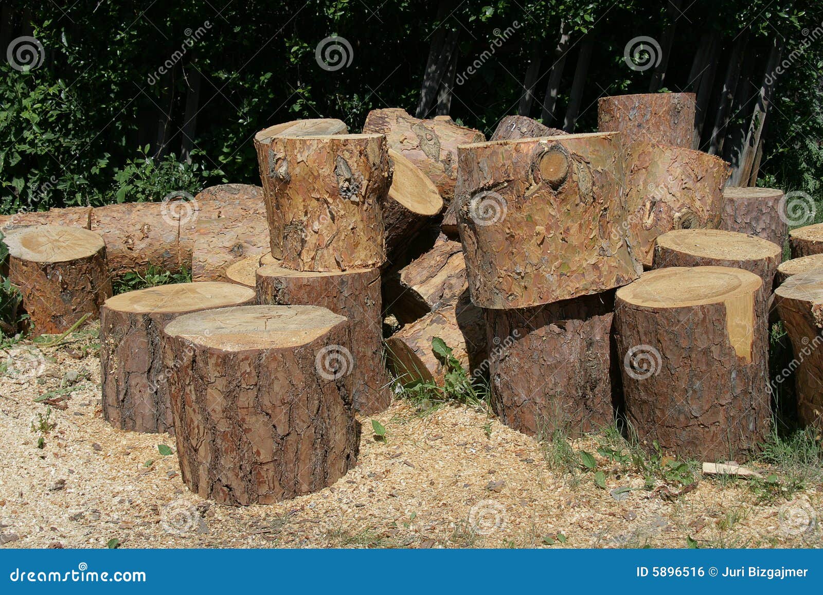 Pine logs stock photo. Image of yard, grass, cylindrical - 5896516