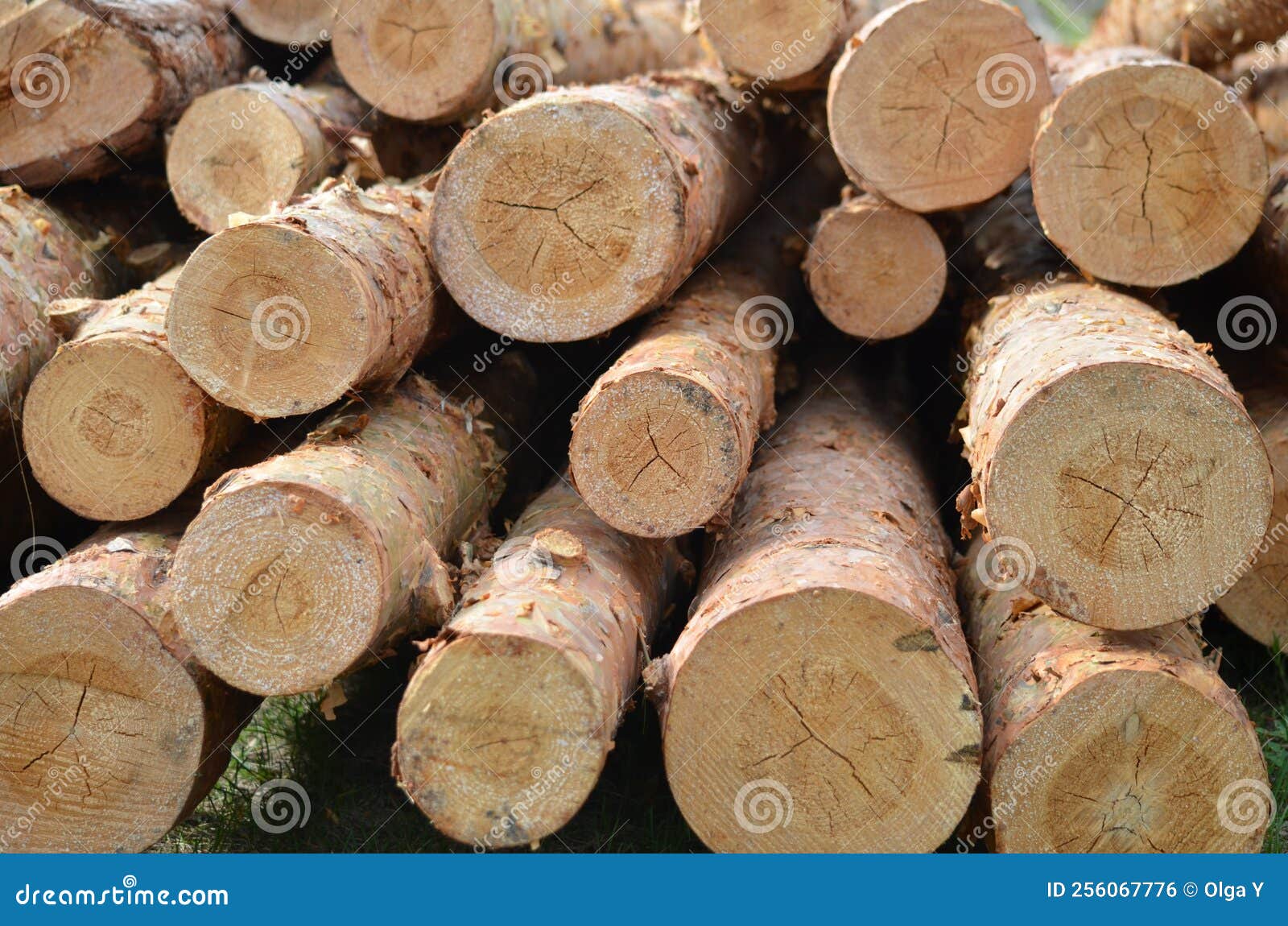 Pine Logs. the Ends are Close -up Stock Photo - Image of brown ...