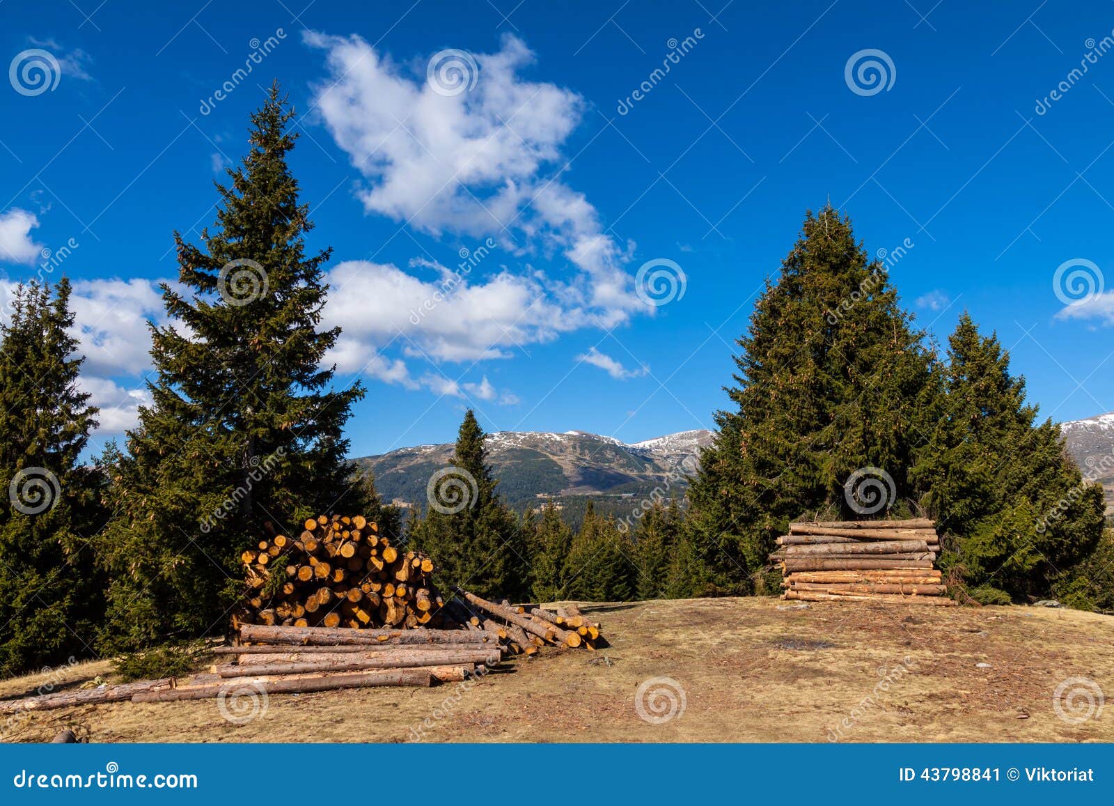 Pine logs stock image. Image of pine, bark, industry - 43798841