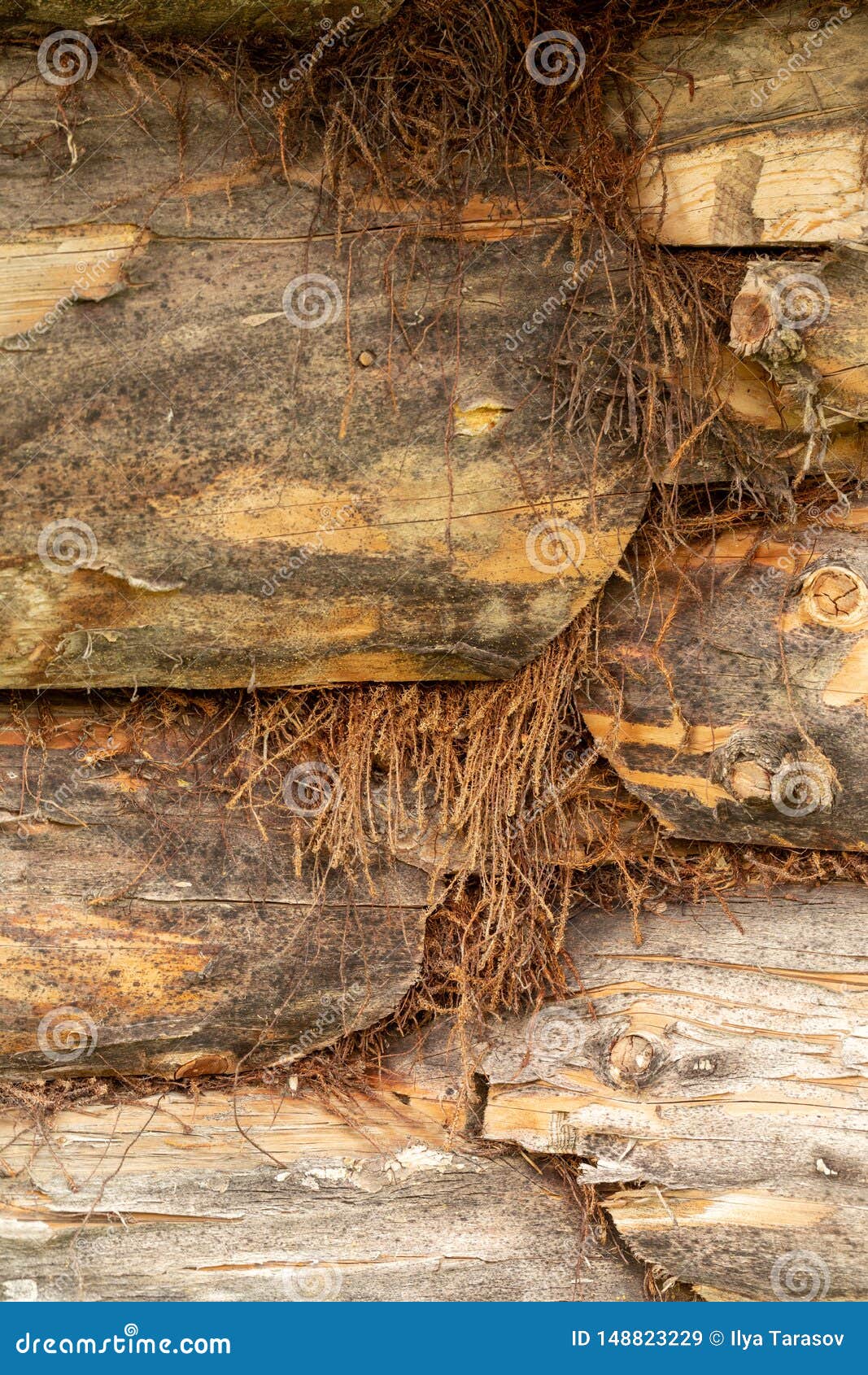 Pine Logs. Log Wall Texture of Natural Pine Logs Stock Image - Image of ...