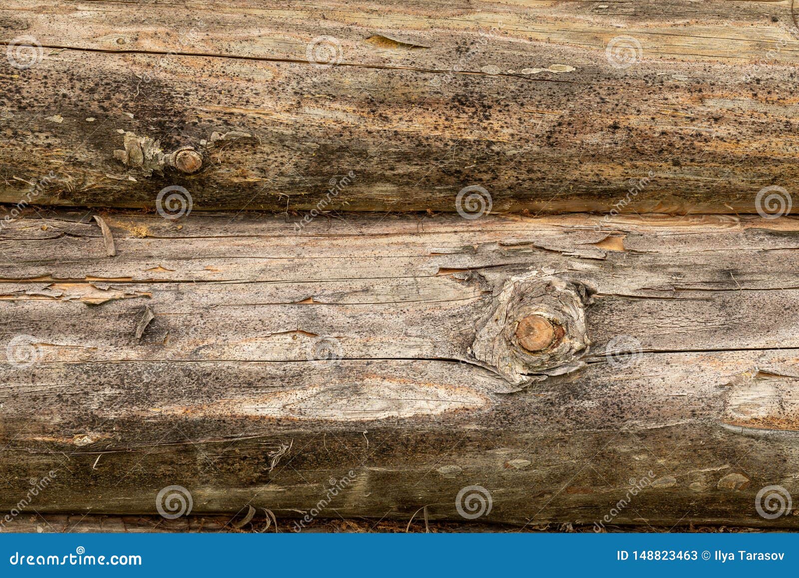 Pine Logs. Log Wall Texture of Natural Pine Logs Stock Image - Image of ...
