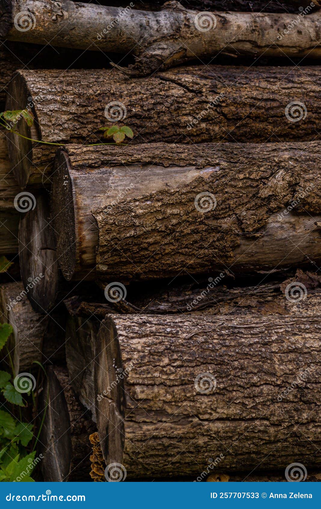 A Pine Logs Lying on the Ground in an Alpine Forest Stock Image - Image ...