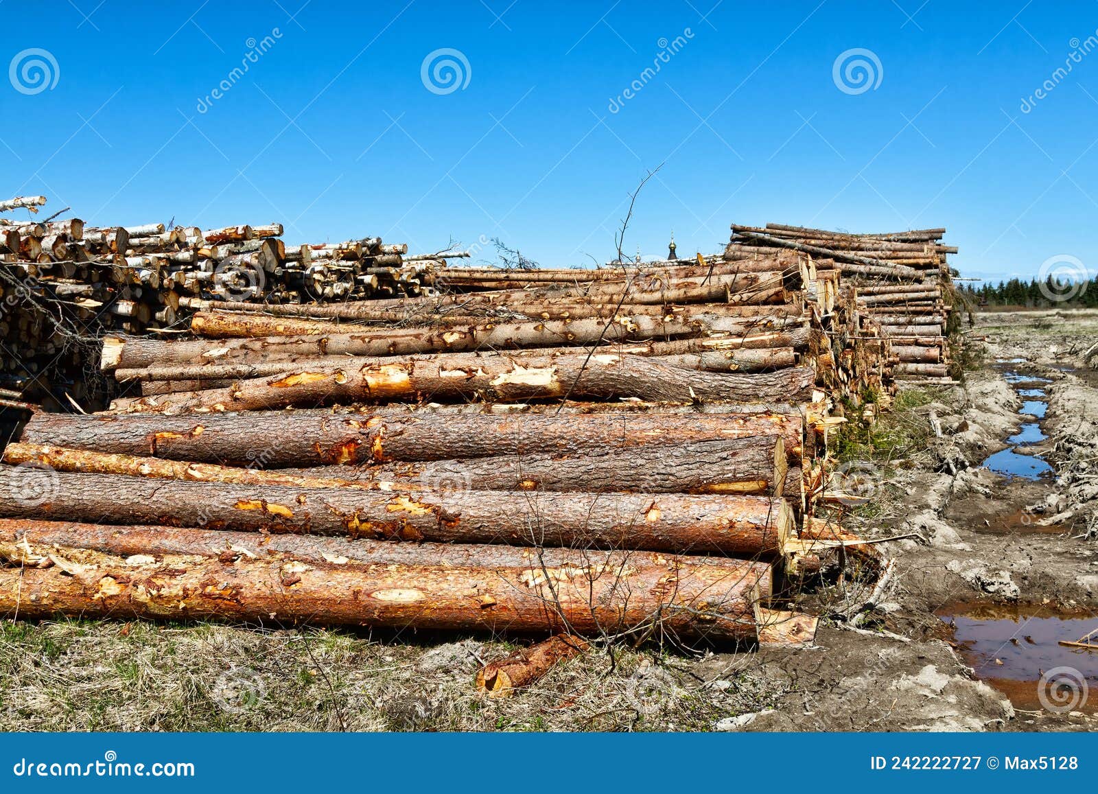Pine logs stock image. Image of cutover, compartment - 242222727