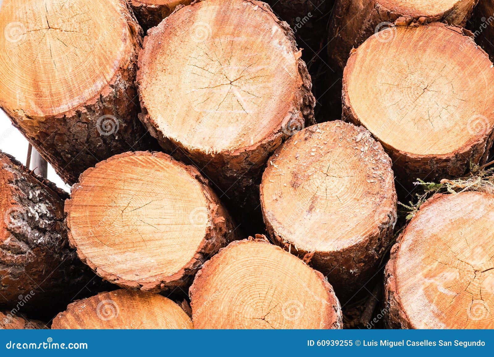 Pine logs stock image. Image of industry, circle, modern - 60939255